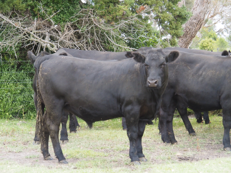 Lot 193 - 60 Feeder Steers | AuctionsPlus