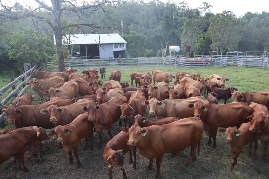 Lot 269 - 28 Station Mated Cows & 28 Calves | AuctionsPlus