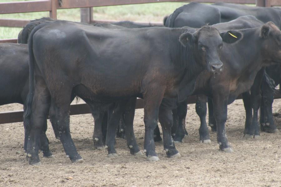 Lot 819 - 65 Backgrounder Steers | AuctionsPlus