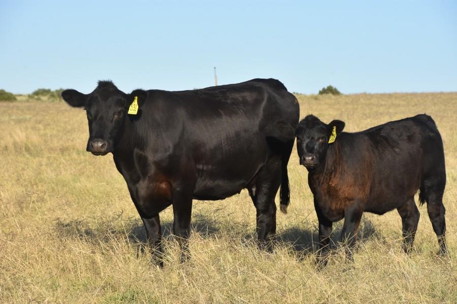 Lot 377 - 17 PTIC Cows & 17 Calves | AuctionsPlus
