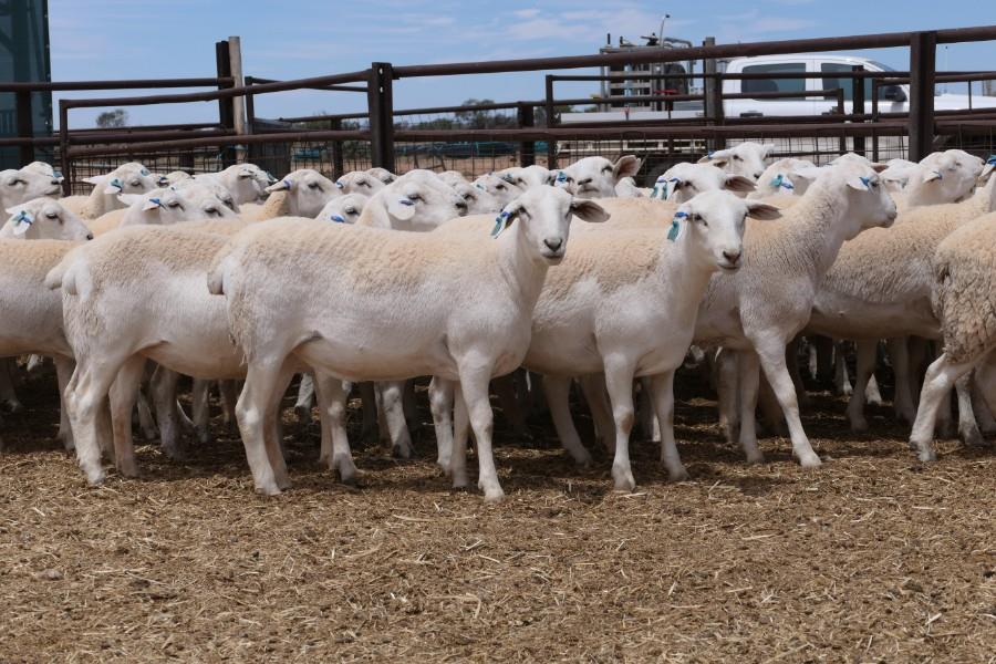 Lot 886 - 50 Station Mated Ewe Lambs | AuctionsPlus