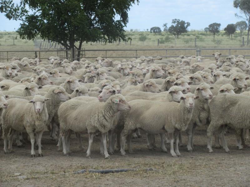 Lot 104 - 850 Ewes | AuctionsPlus