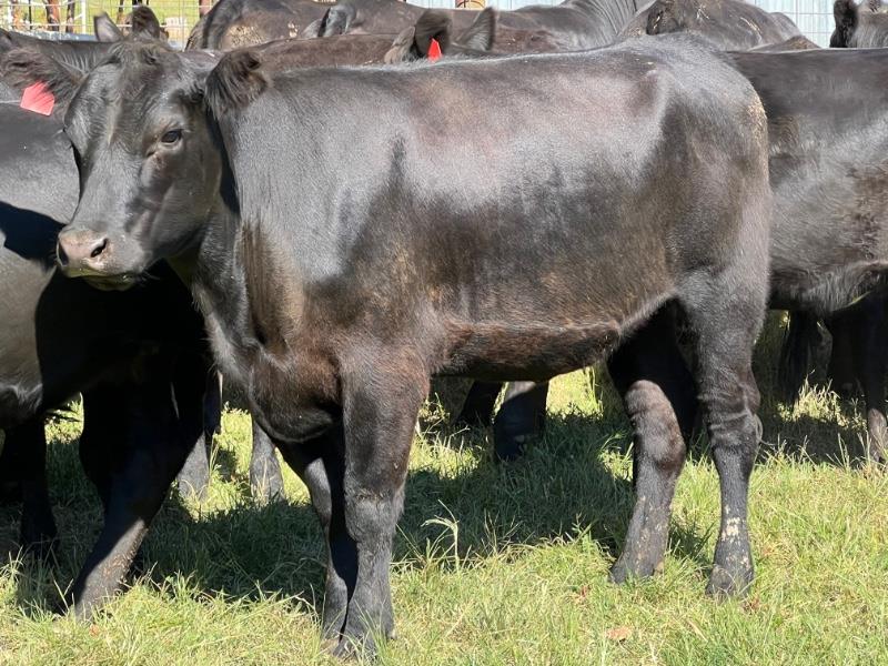 Lot 338 - 19 NSM Yearling Heifers | AuctionsPlus