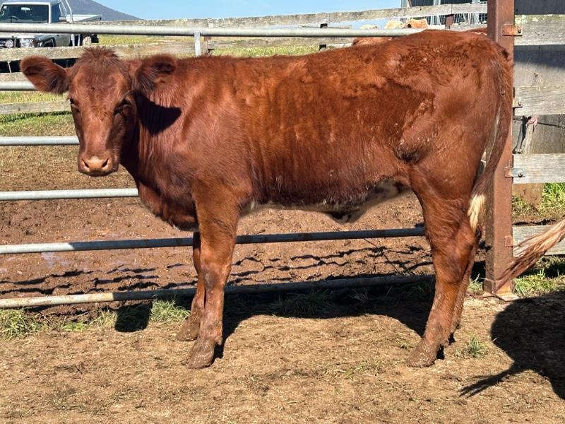 Lot 369 - 5 Weaned Heifers | AuctionsPlus