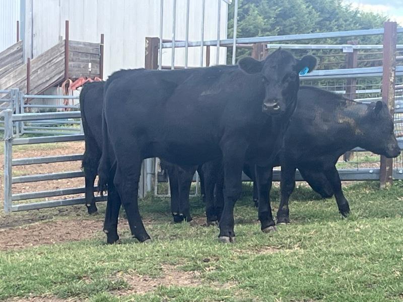 Lot 265 - 20 Weaned Steers | AuctionsPlus