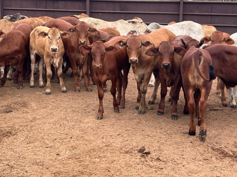 Lot 660 - 80 Cows & 80 Calves | AuctionsPlus