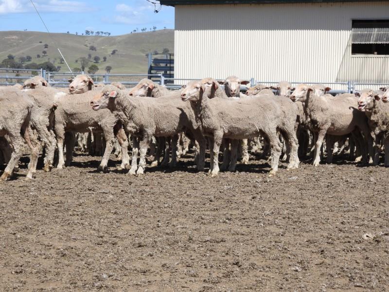Lot 209 - 141 Ewe Hoggets | AuctionsPlus