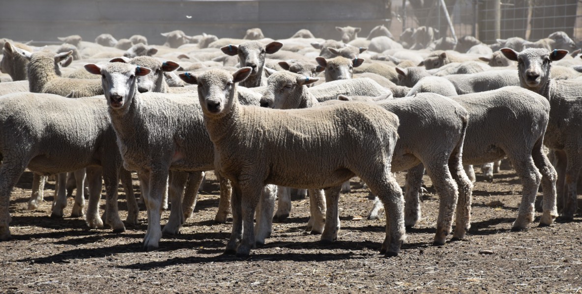 Lot 183 625 Mixed Sex Lambs Auctionsplus