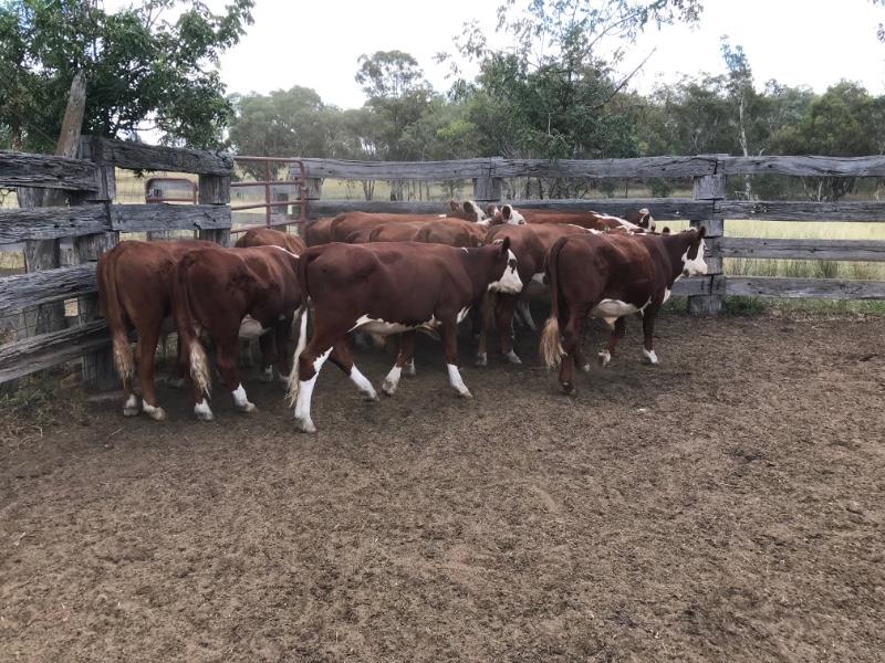 Lot 512 - 13 Backgrounder Steers | AuctionsPlus