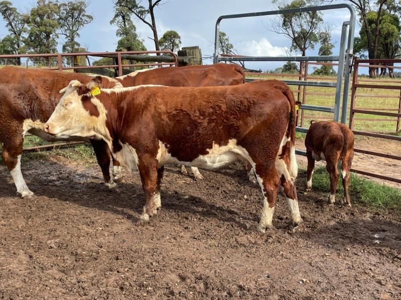 Lot 195a - 8 NSM Cows & 8 Calves | AuctionsPlus