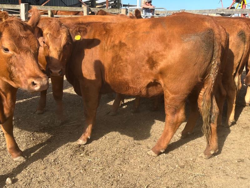 Lot 833 - 21 PTIC Heifers | AuctionsPlus