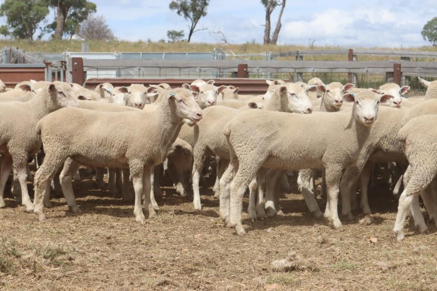 Lot 140 280 Mixed Sex Store Lambs Auctionsplus