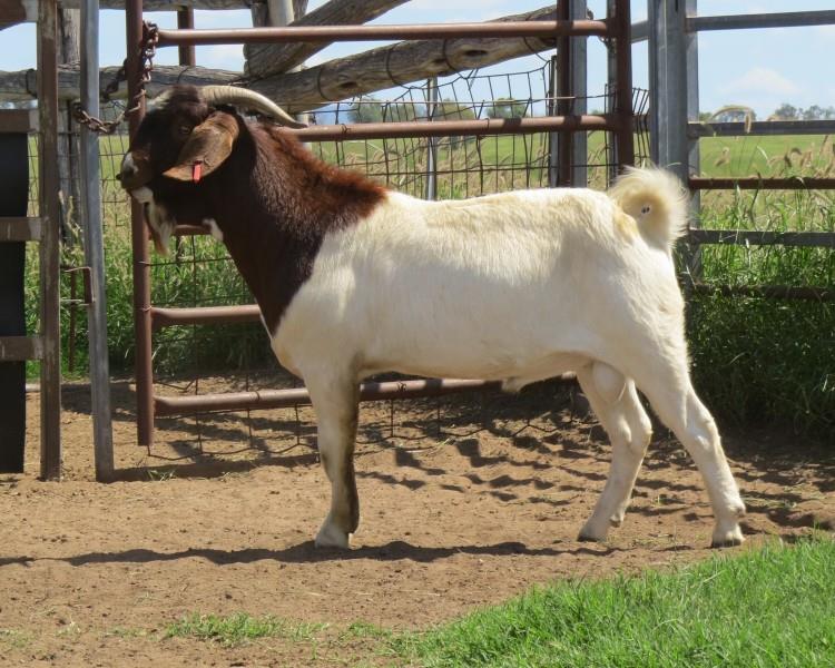 Lot 911 - 1 Goat - Buck | AuctionsPlus
