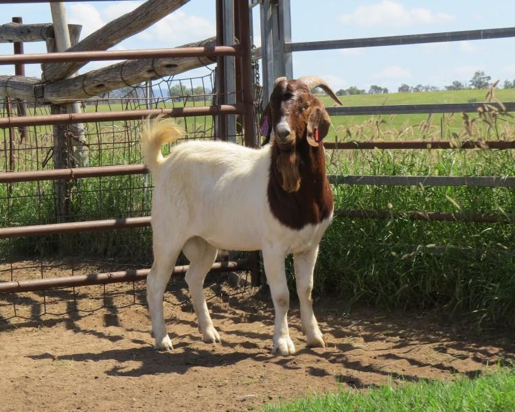 Lot 914 - 1 Goat - Buck | AuctionsPlus