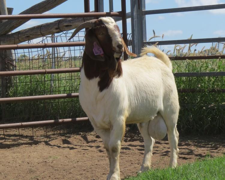Lot 918 - 1 Goat - Buck | AuctionsPlus