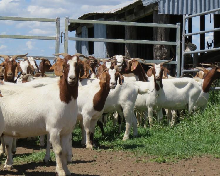 Lot 600 - 159 Goats - Does | AuctionsPlus