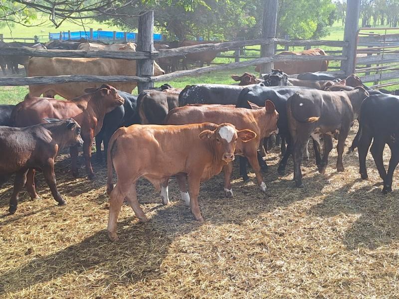 Lot 360 - 38 Station Mated Cows & 38 Calves | AuctionsPlus