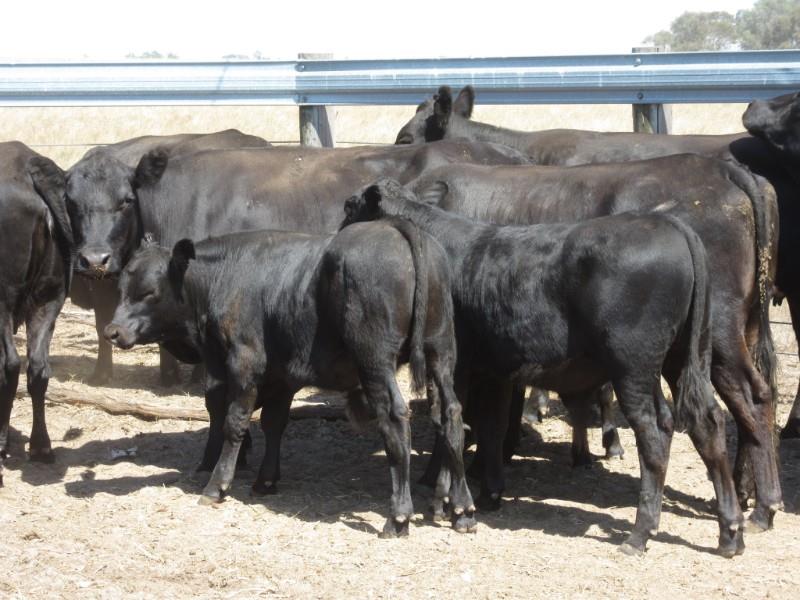 Lot 561 - 20 NSM Cows & 20 Calves | AuctionsPlus