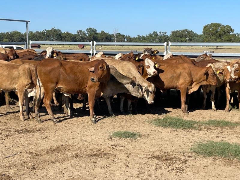 Lot 362 - 50 Cows & 50 Calves | AuctionsPlus