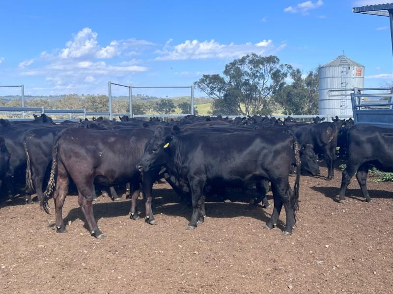 Lot 470 - 66 PTIC Cows | AuctionsPlus