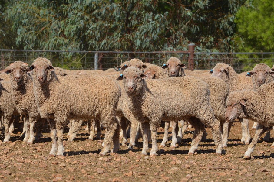 Lot 630 - 260 Store Wether Lambs | AuctionsPlus