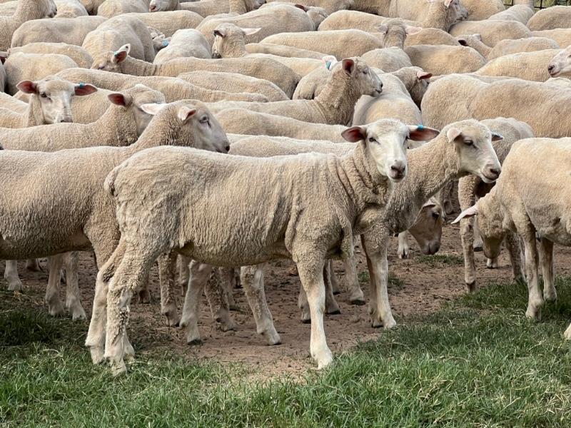 Lot 643 - 275 Future Breeder Ewe Lambs | AuctionsPlus