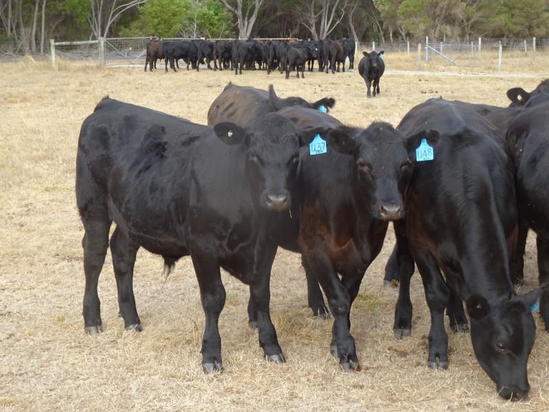 Lot 905 - 58 Weaned Steers | AuctionsPlus