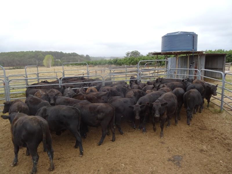 Lot 920 - 26 Weaned Steers | AuctionsPlus
