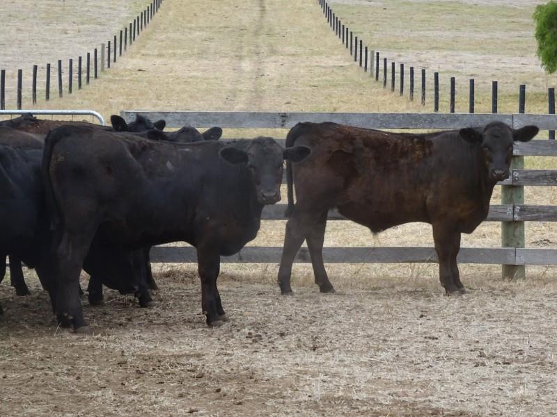 Lot 909 - 18 Weaned Steers | AuctionsPlus
