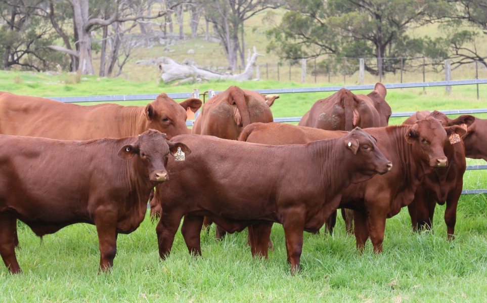 Lot 475 - 14 Station Mated Cows & 14 Calves | AuctionsPlus