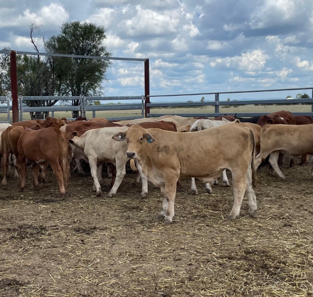 Lot 170 - 62 Weaned Steers | AuctionsPlus