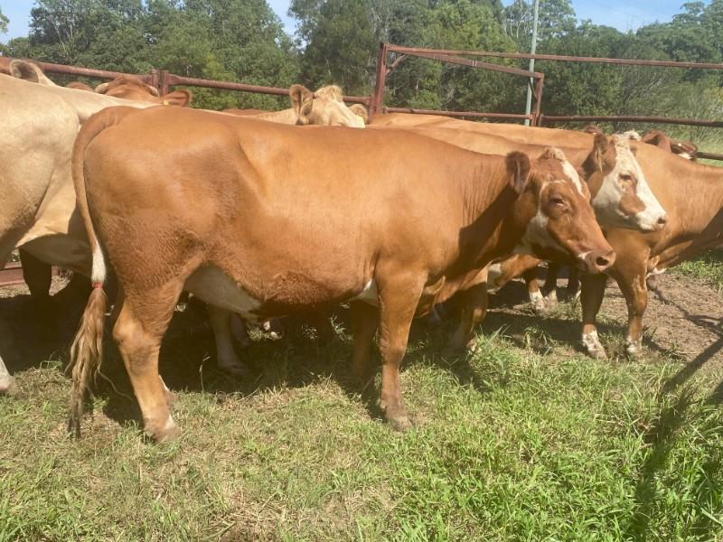 Lot 470 - 25 PTIC Cows | AuctionsPlus