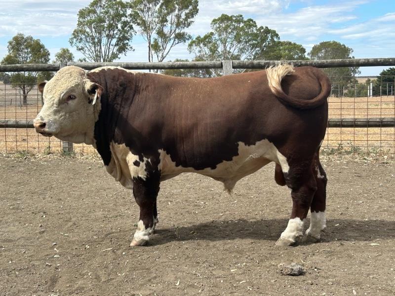 Lot 480 - 1 Stud Bull | AuctionsPlus