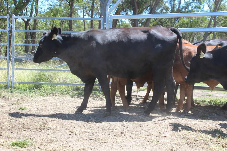 Lot 453 - 5 NSM Cows & 5 Calves | AuctionsPlus