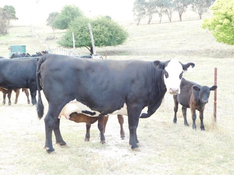 Lot 434 - 7 Cows & 7 Calves | AuctionsPlus