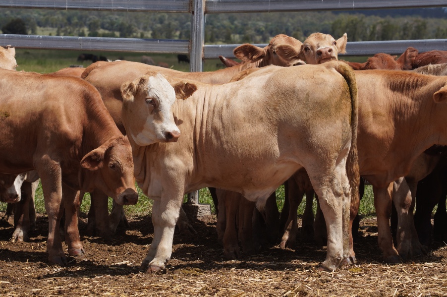 Lot 172 - 45 Weaned Steers | AuctionsPlus