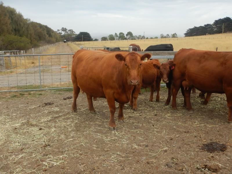 Lot 16 - 5 PTIC Cows & 5 Calves | AuctionsPlus