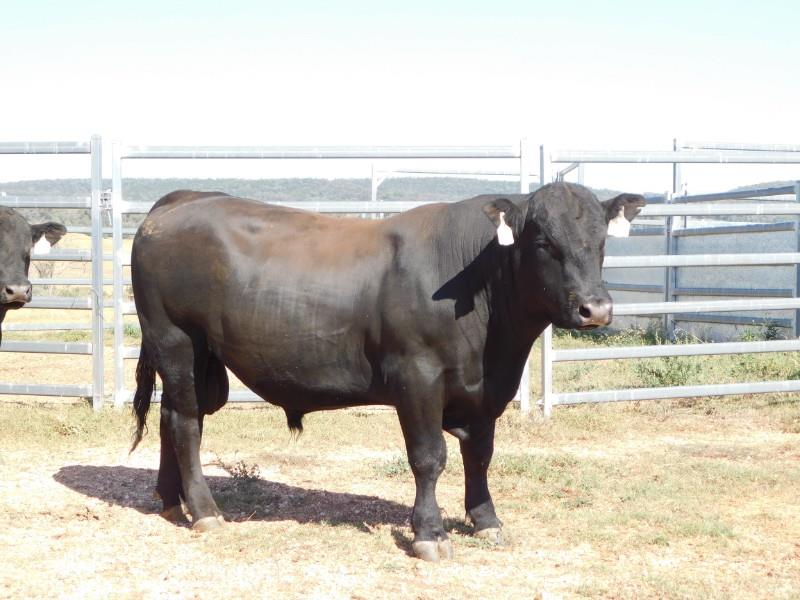 Lot 430 - 1 Herd Bull | AuctionsPlus