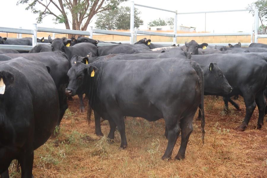 Lot 370 - 55 Cows & 55 Calves | AuctionsPlus