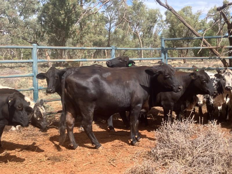 Lot 446 - 7 Station Mated Cows & 7 Calves | AuctionsPlus