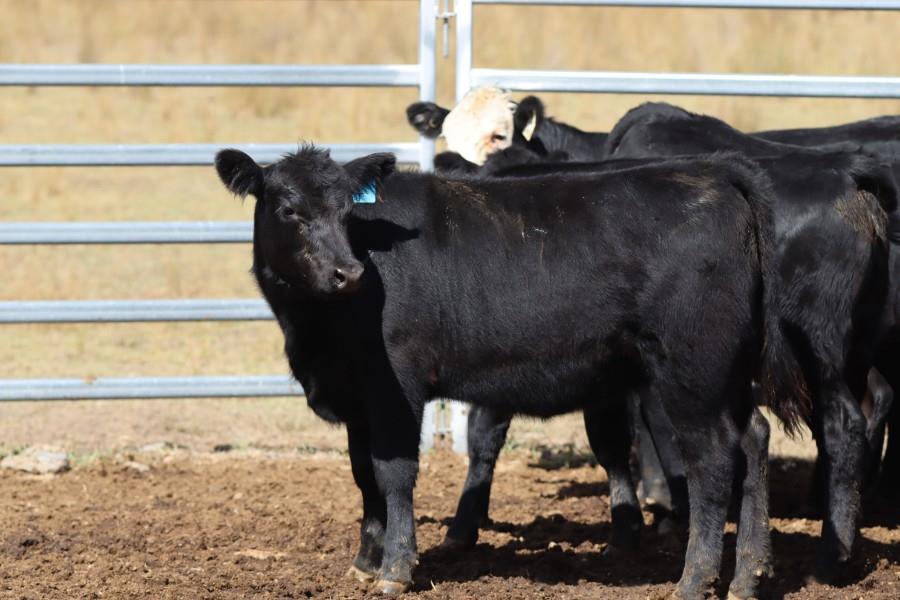 Lot 19 - 17 Unweaned Heifers | AuctionsPlus