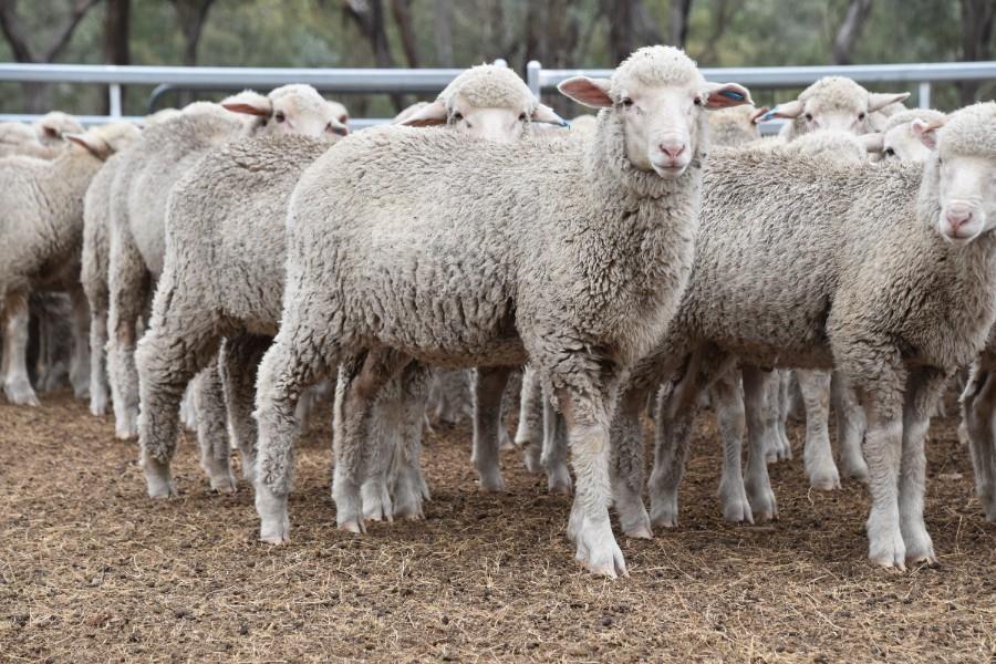 Lot 523 - 160 Store Wether Lambs | AuctionsPlus
