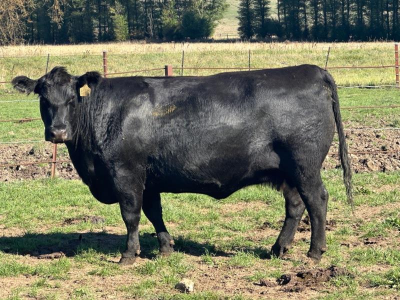 Lot 44 - 37 PTIC Cows | AuctionsPlus