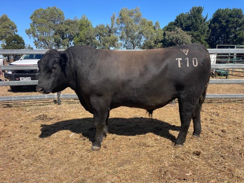Lot 552 - 1 Stud Bull | AuctionsPlus