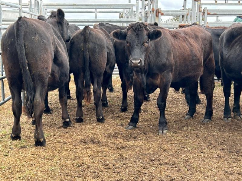 Lot 408 - 26 Steers | AuctionsPlus