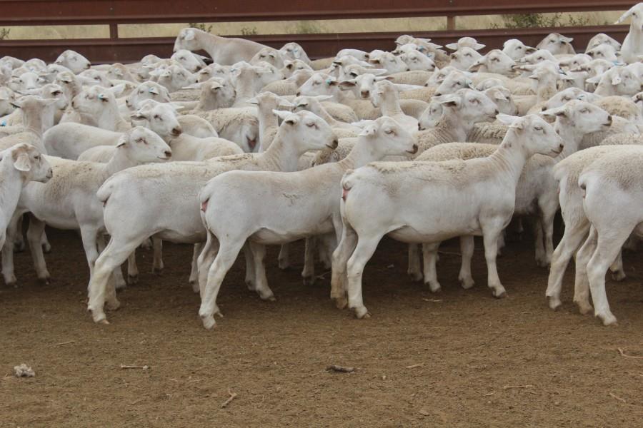 Lot 376 - 230 Scanned Empty Ewes | AuctionsPlus