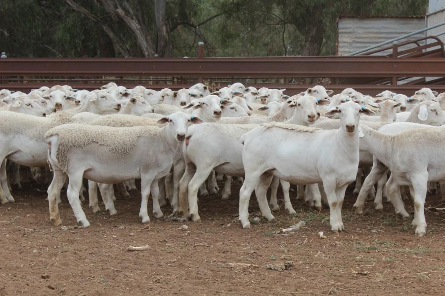 Lot 377 - 210 Scanned Empty Ewes | AuctionsPlus