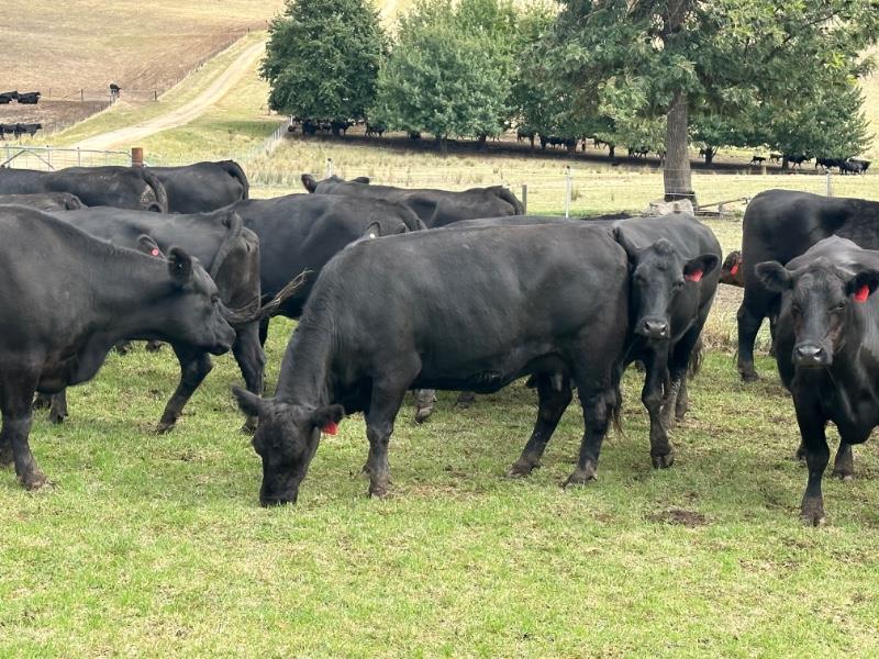 Lot 847 - 48 Station Mated Cows & 48 Calves | AuctionsPlus