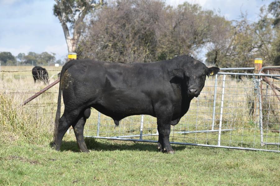 Lot 727 - 1 Stud Bull | AuctionsPlus