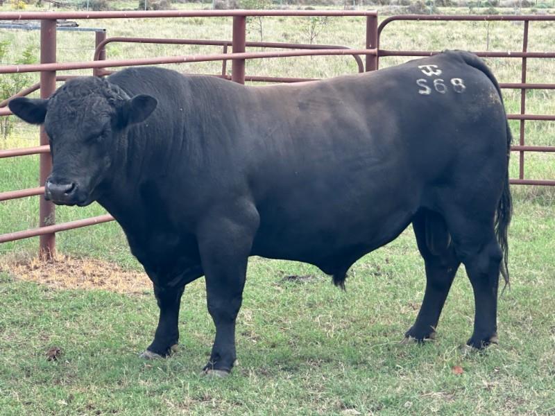 Lot 805 - 1 Stud Bull | AuctionsPlus